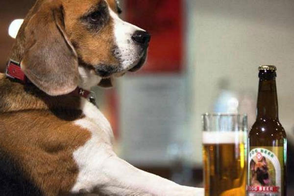 Dog Friendly pubs in Manchester | Bars That Allow Dogs in Manchester ...
