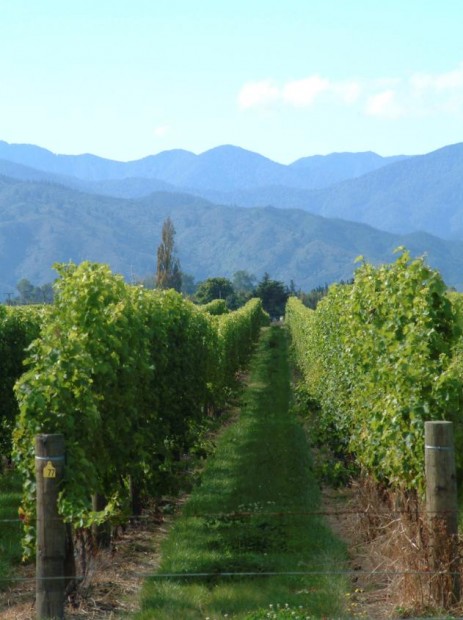 New Zealand: New Zealand Wine Masterclass at Vinopolis | London Bridge ...