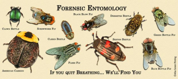 MAGGOTS AND MURDER - Biomedical Entomology at the Crime Scene | London ...