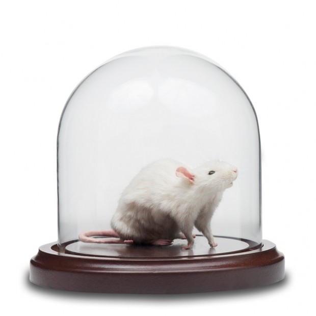 BUBBLE AND SQUEAK- Mouse Taxidermy in a Glass Dome | London Something A ...