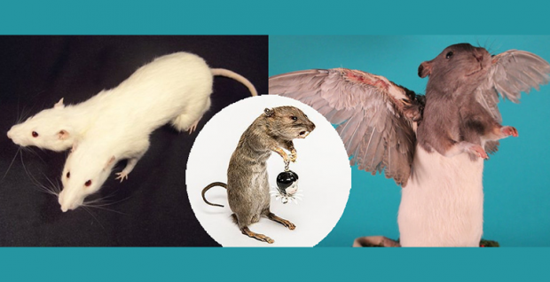 Rat or Rogue (two headed and winged rat) Taxidermy Workshop | London ...