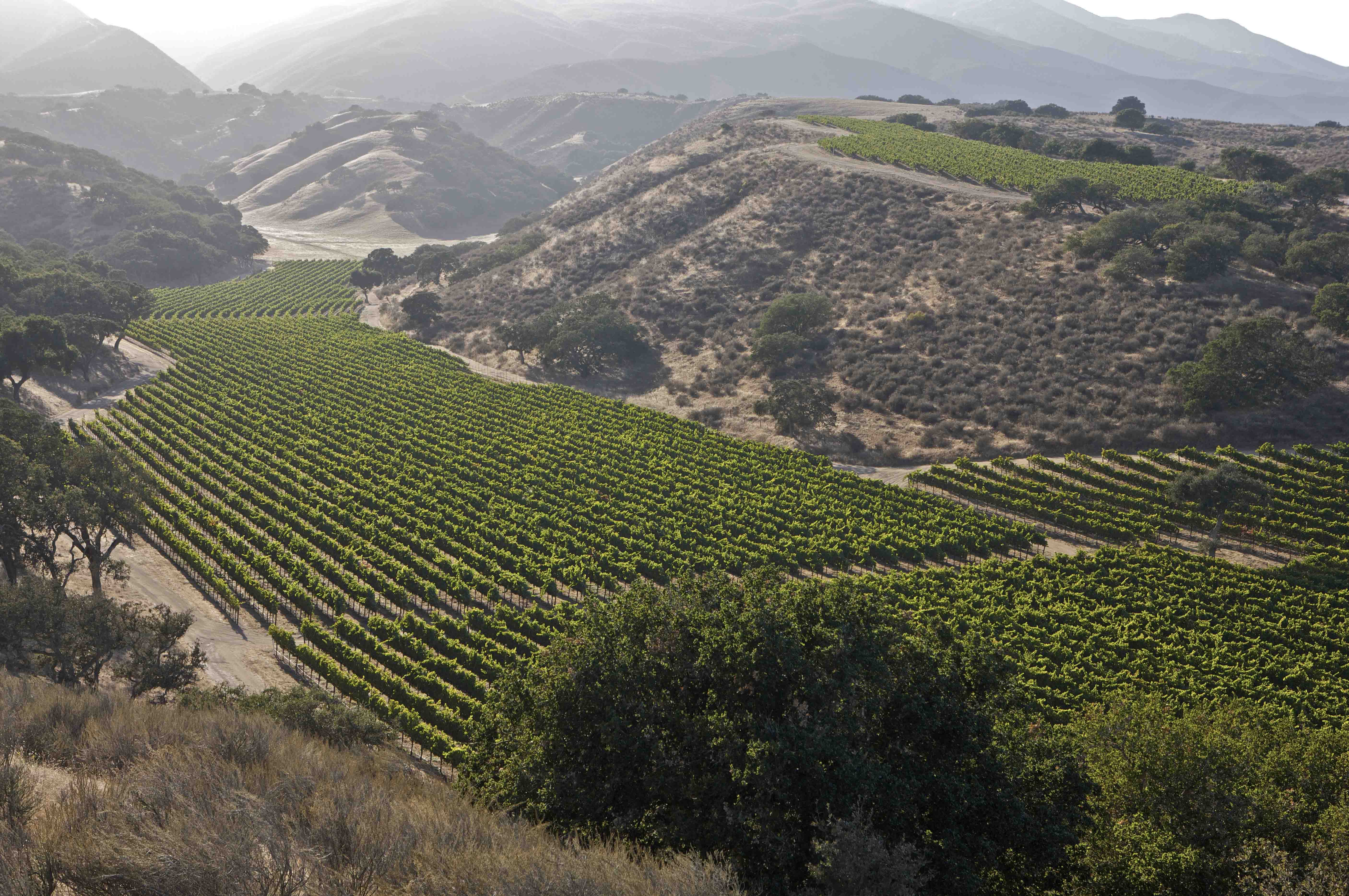 Meet the Winemaker - MacMurray, Rancho Zabaco, and Louis Martini ...