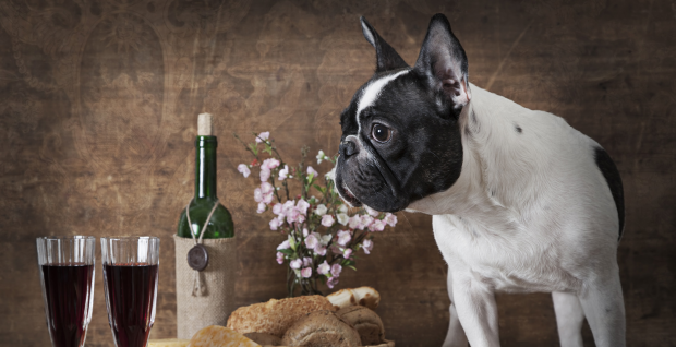 Wine and Canine, a dog-friendly wine tasting | London Drinks Tasting ...
