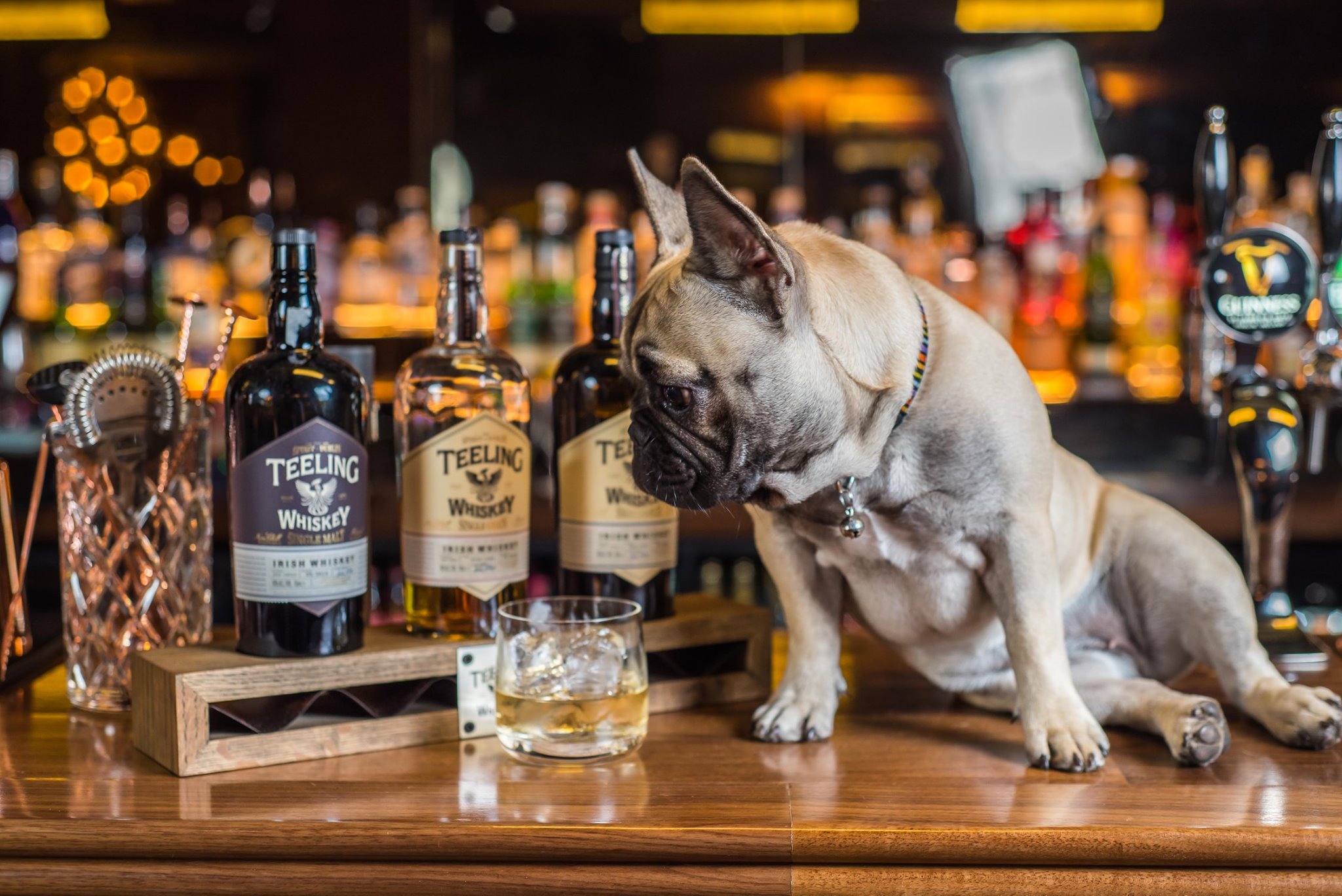 The Sin Bin | Dublin Bar Reviews | DesignMyNight