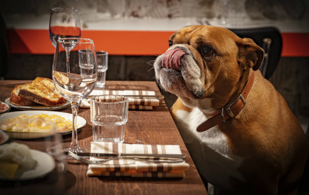 Amy Austin: Dog-Friendly Wine Bar in Dublin | DesignMyNight