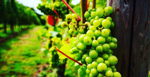 Alliance Wine tasting @ The Racketeer | Kings Cross, London Drinks ...