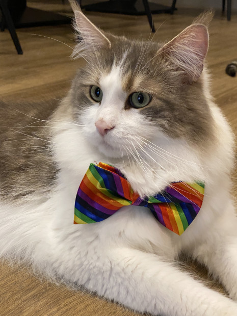 Whiskers & Cream: London Cat Cafe | DesignMyNight