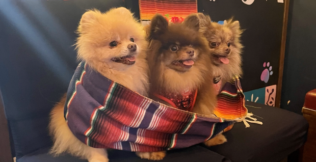 3-Course Doggie Dining! | Fitzrovia, London Activity Reviews ...