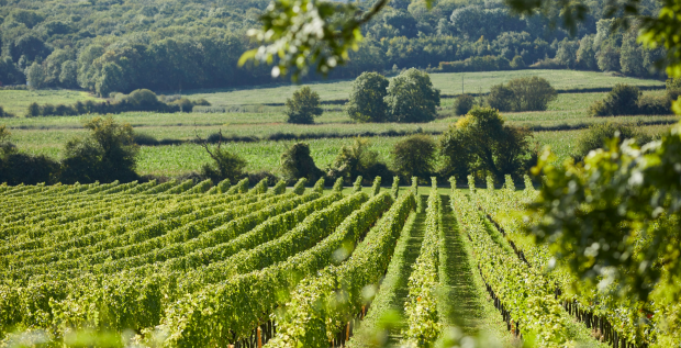 English Wine Tasting with Squerryes Estate | Kent, UK Food & Drink ...