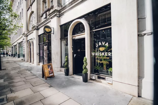 Java Whiskers: Cat Cafe In London | DesignMyNight